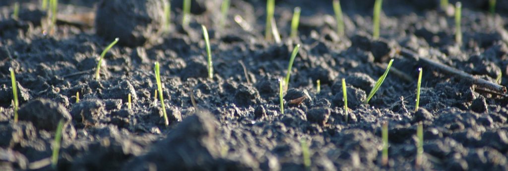 How to use Wakefield Biochar to Help Your Organic Plants - Wakefield ...