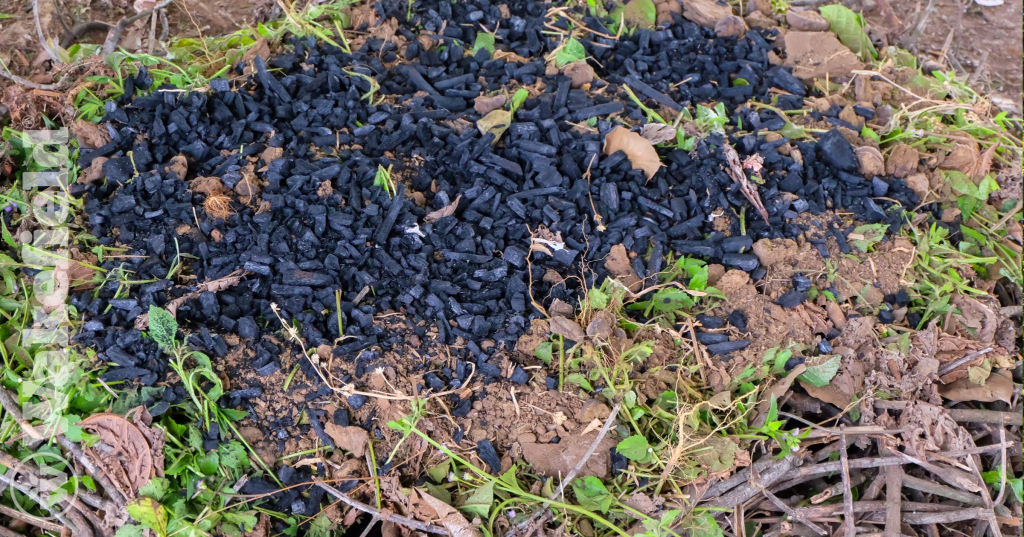 What Is the Difference Between Biochar and Compost? - Wakefield BioChar