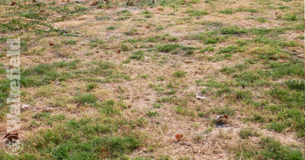 Soil Nutrient Depletion - Wakefield BioChar