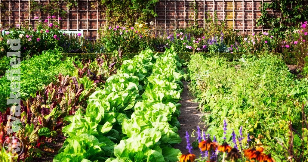 How to use Wakefield Biochar to Help Your Organic Plants - Wakefield ...