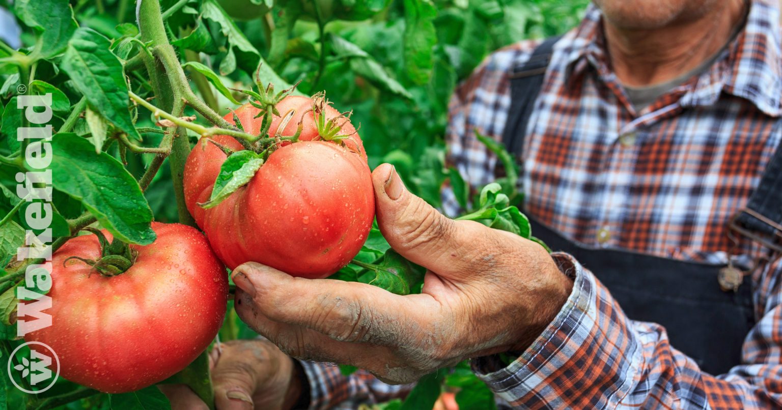 Is Biochar Good for Tomatoes? - Wakefield BioChar