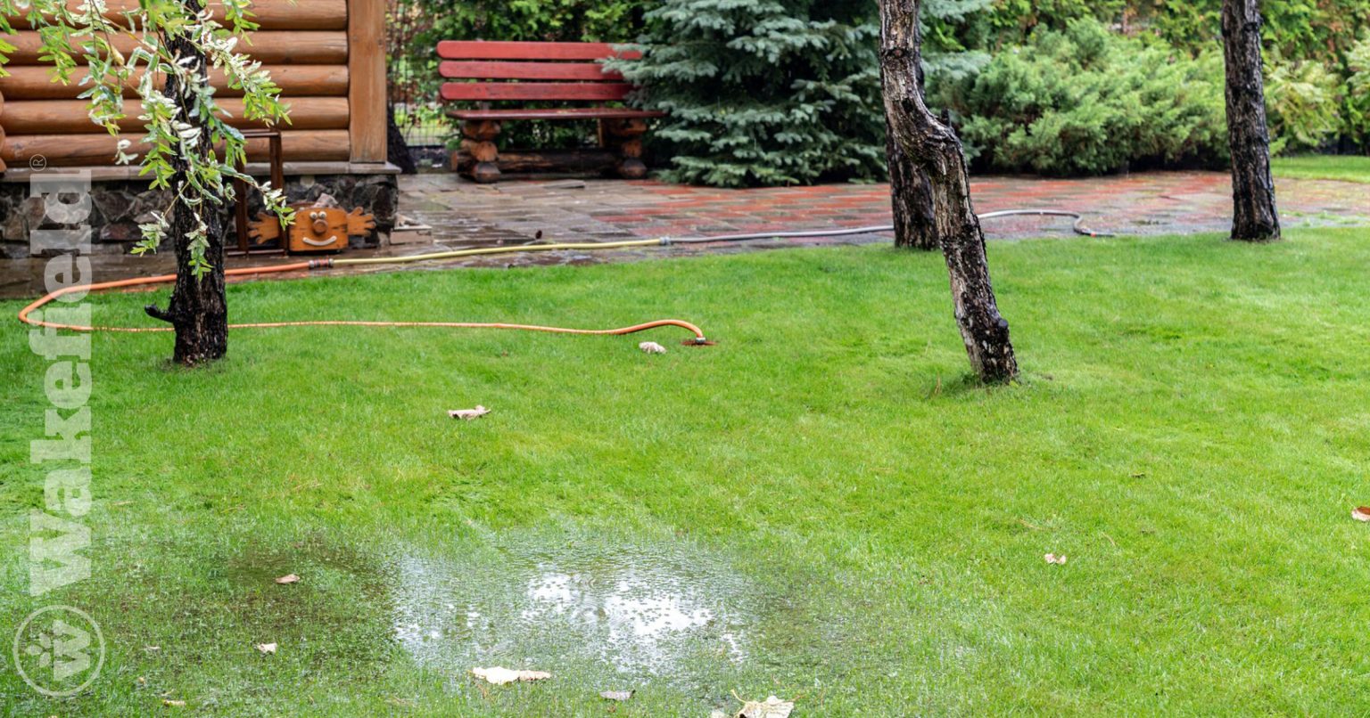 How Biochar Can Help Waterlogged Plants Thrive - Wakefield BioChar