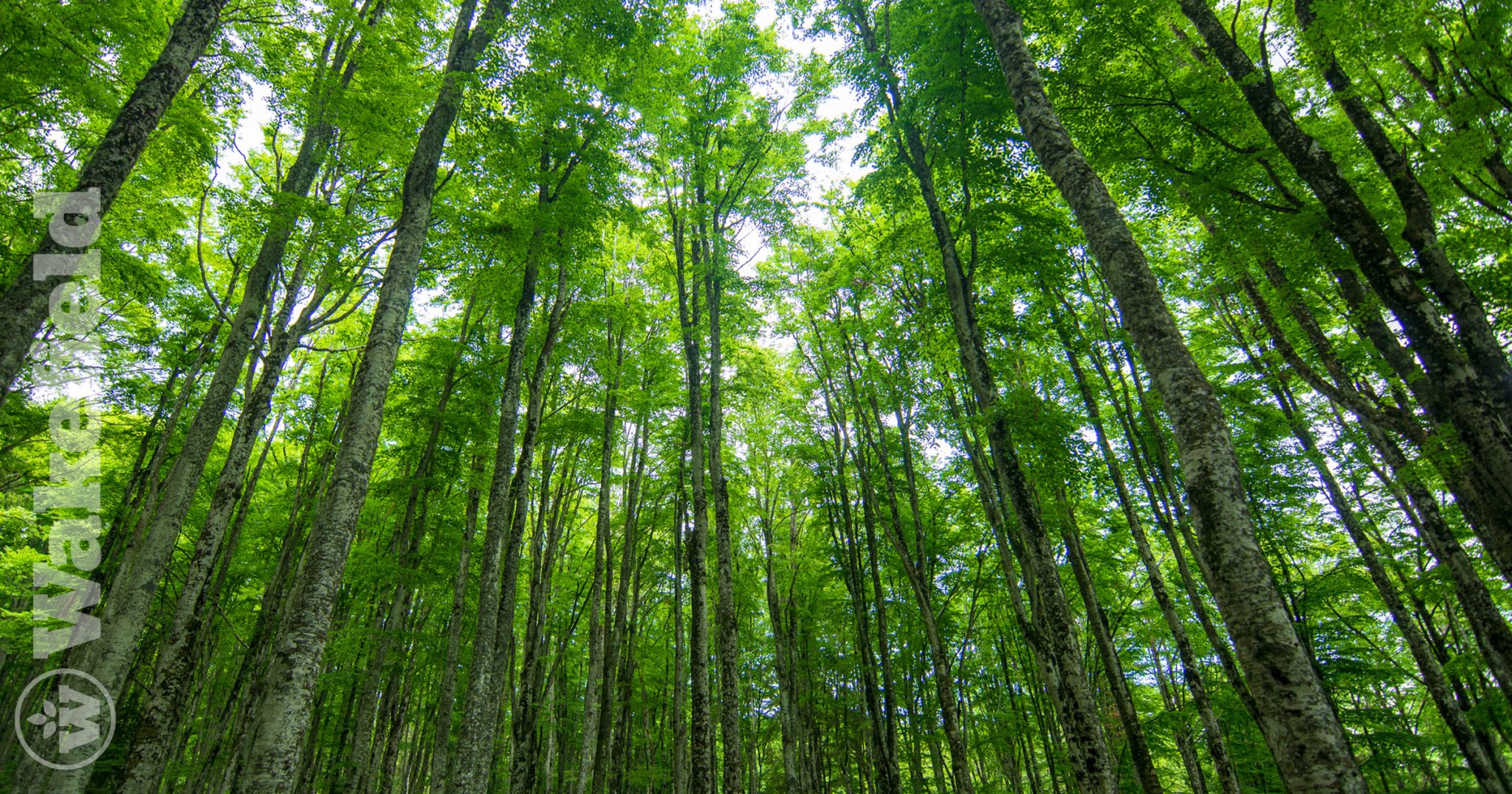 How to use Biochar for Trees - Wakefield BioChar