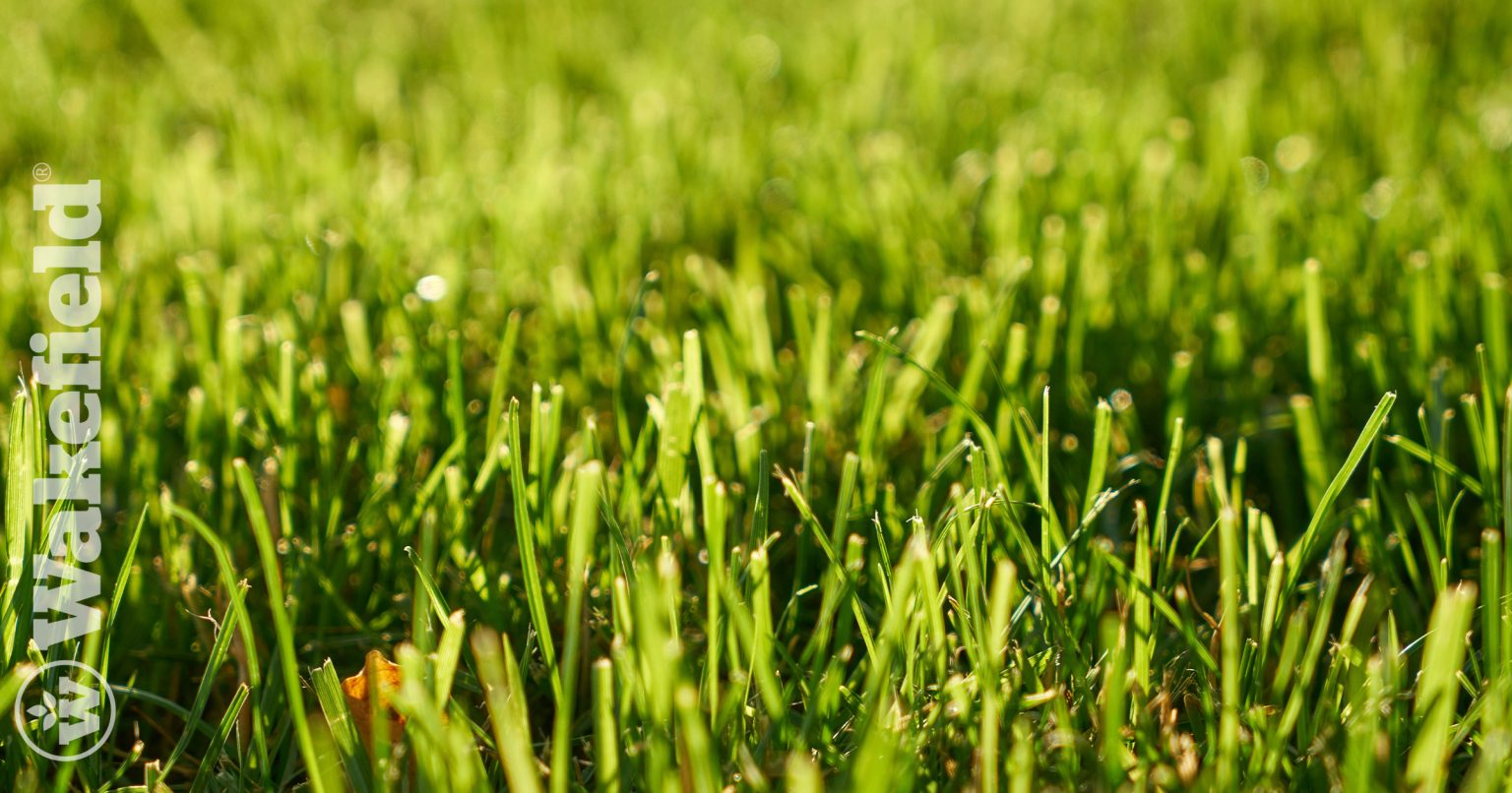 Soil Nutrient Depletion - Wakefield BioChar